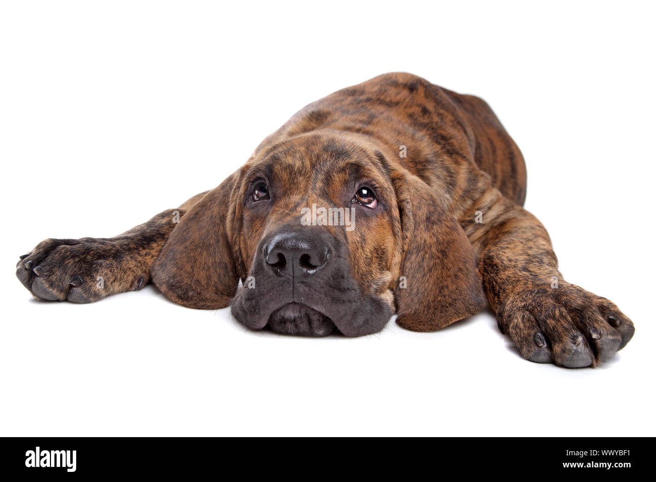 Brazilian Mastiff also known as Fila Brasileiro puppy in front of a ...