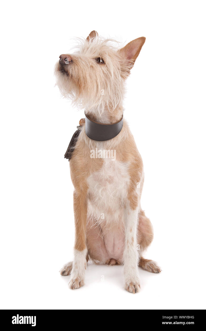 Podengo Portugues medio or Portuguese Hound in front of a white ...