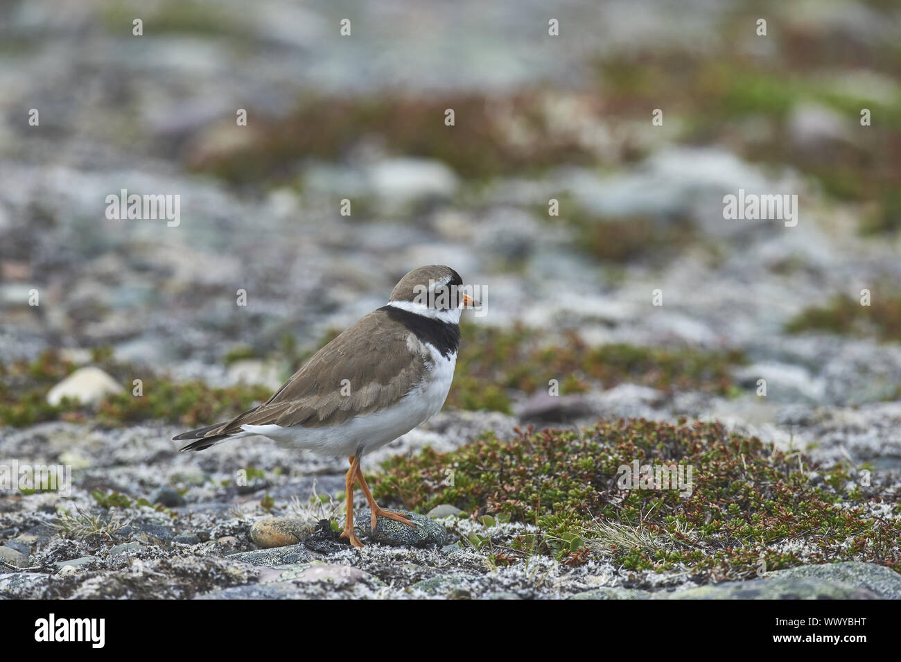 Common Ringed Plover Stock Photo - Alamy