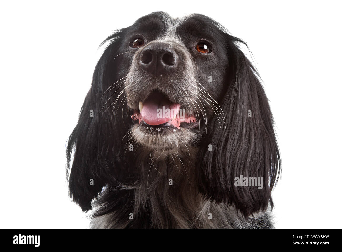 mixed breed dog.border collie, cocker spaniel in front of white Stock ...