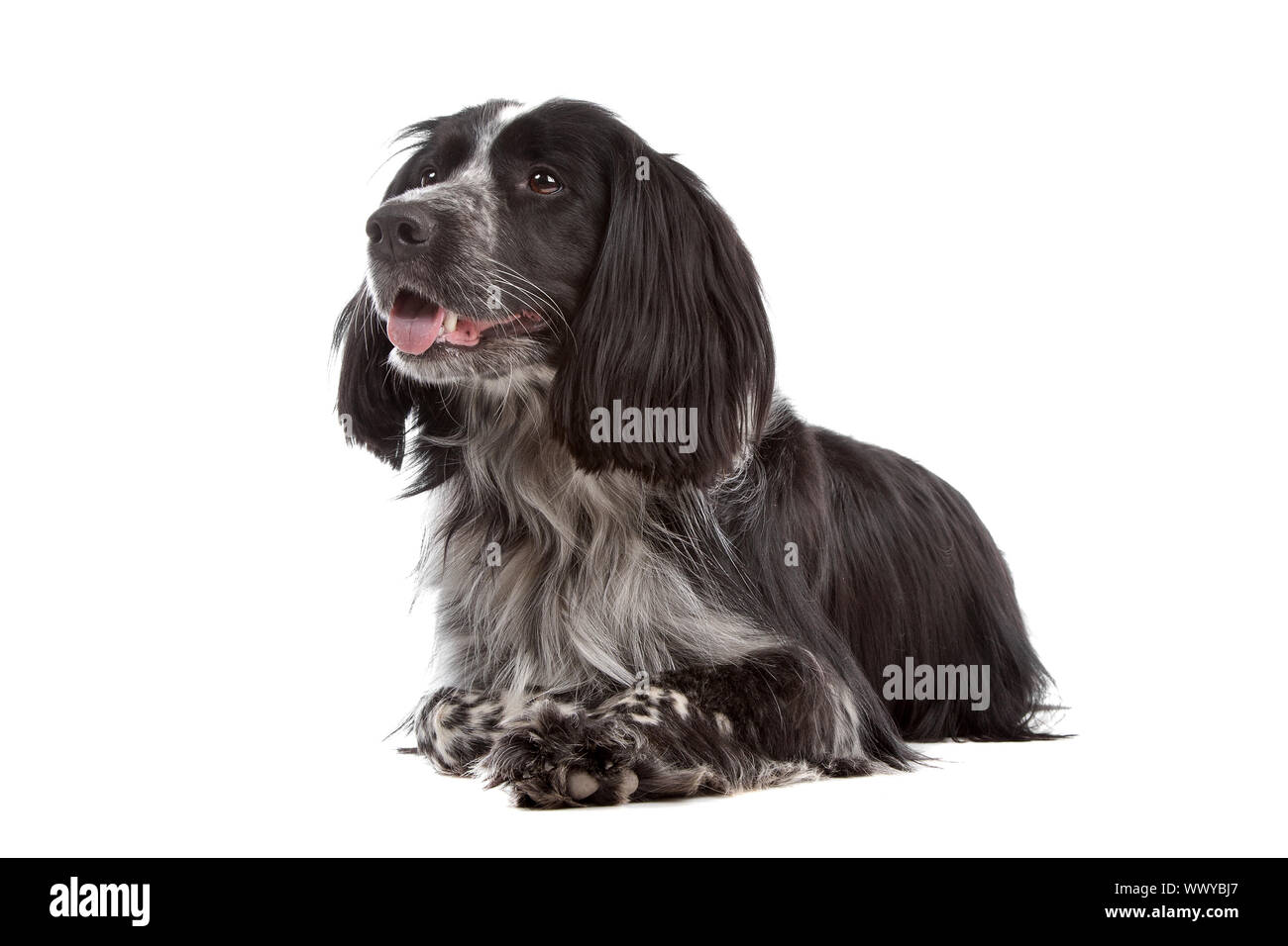 mixed breed dog.border collie, cocker spaniel in front of white Stock ...