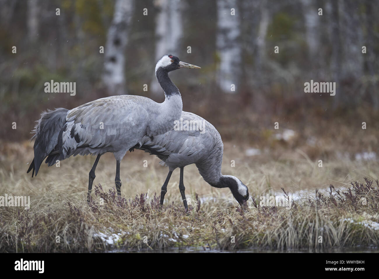 Crane animal hi-res stock photography and images - Alamy