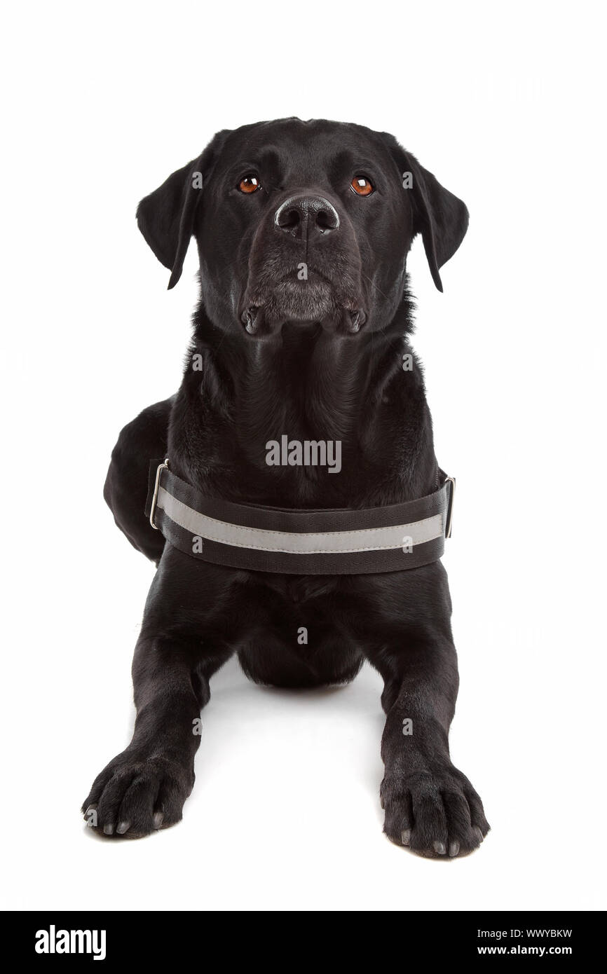 mix breed dog, Labrador, Rottweiler, in front of white background Stock ...