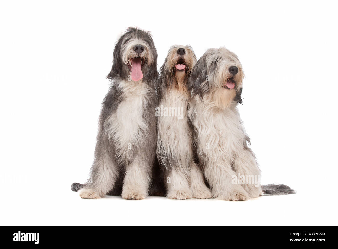 three Bearded Collie dogs in front of a white background Stock Photo ...