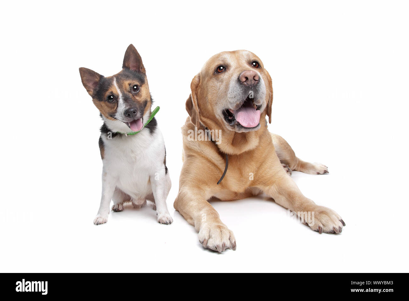Labrador and jack russel terrier on front of a white background Stock ...
