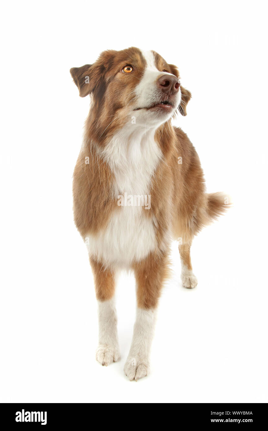 Australian Shepherd in front of a white background Stock Photo - Alamy