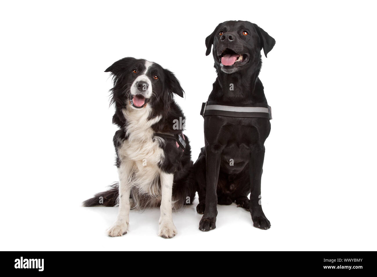 Yellow Lab Rottweiler Mix