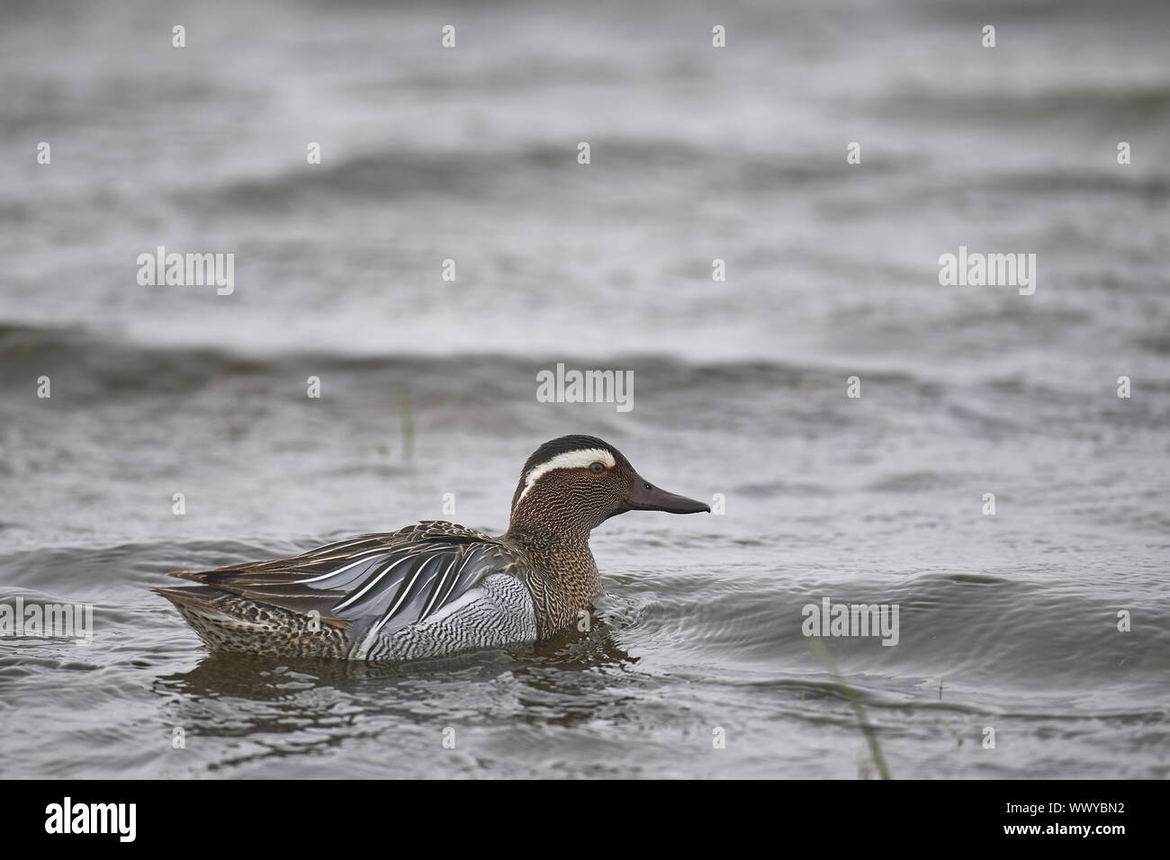 European teal hi-res stock photography and images - Alamy