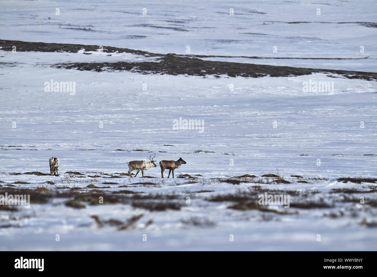 Scandinavian reindeer hi-res stock photography and images - Alamy