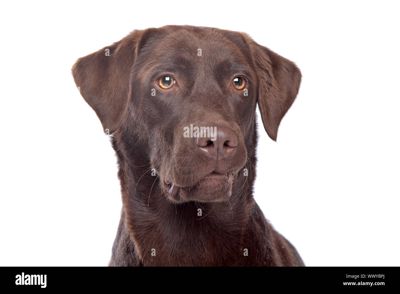 Chocolate Labrador in front of a white background Stock Photo - Alamy