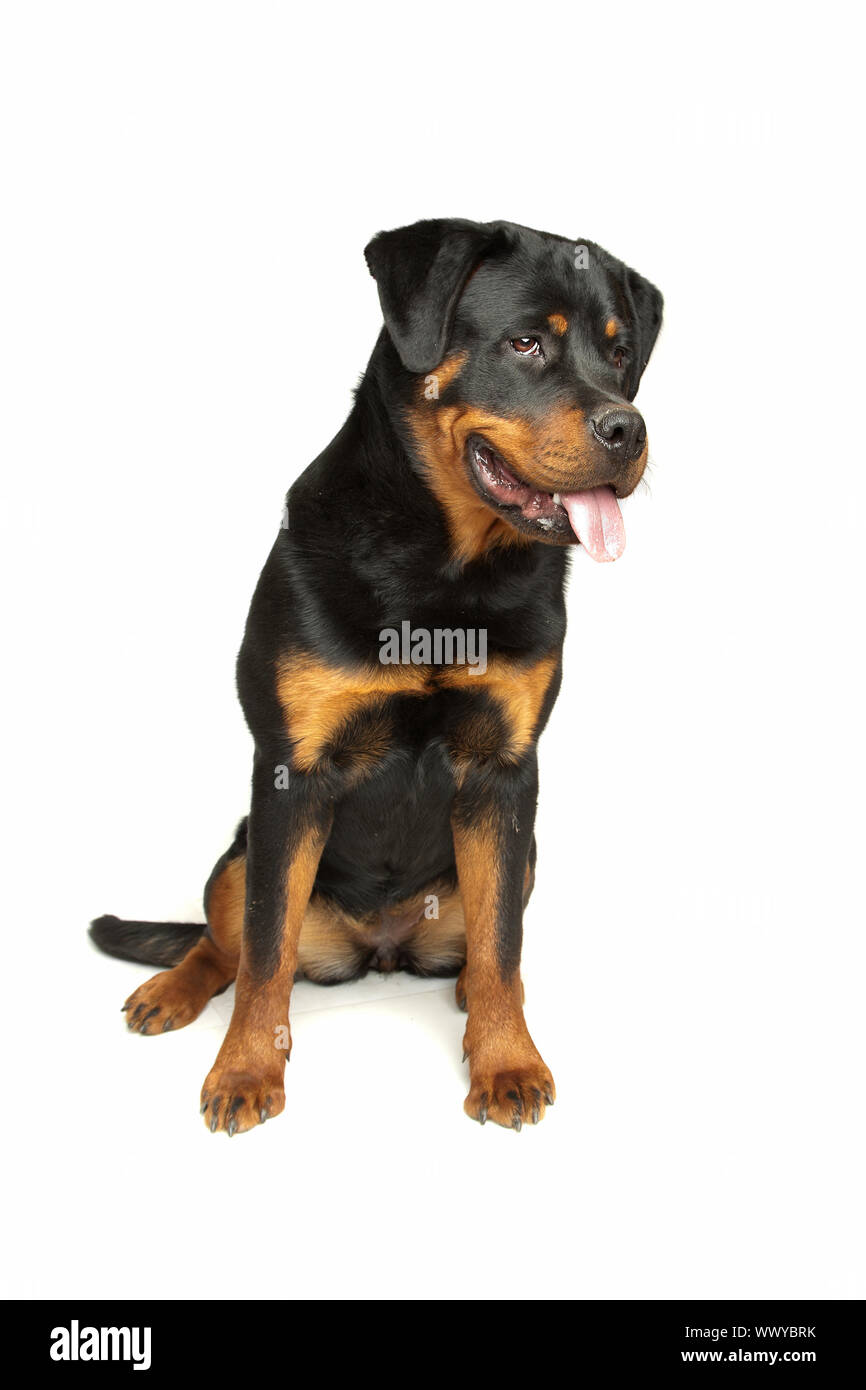Rottweiler in front of a white background Stock Photo - Alamy