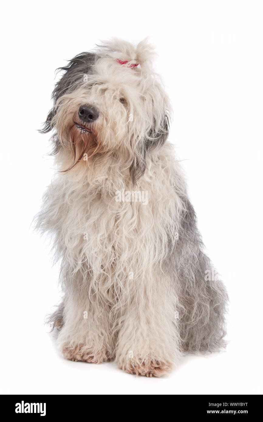Old English Sheepdog in front of a white background Stock Photo - Alamy