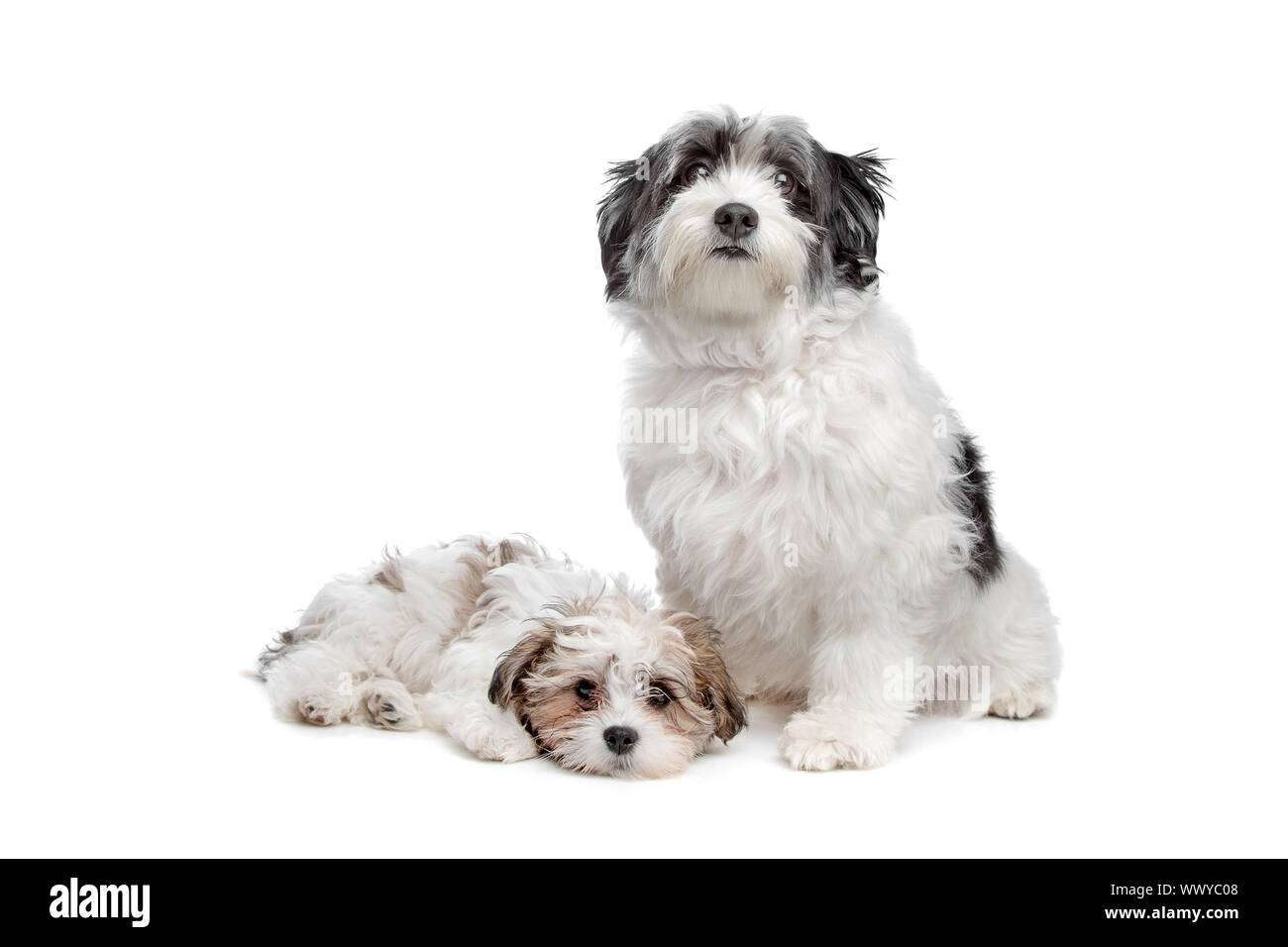 two boomer dogs in front of a white background Stock Photo - Alamy