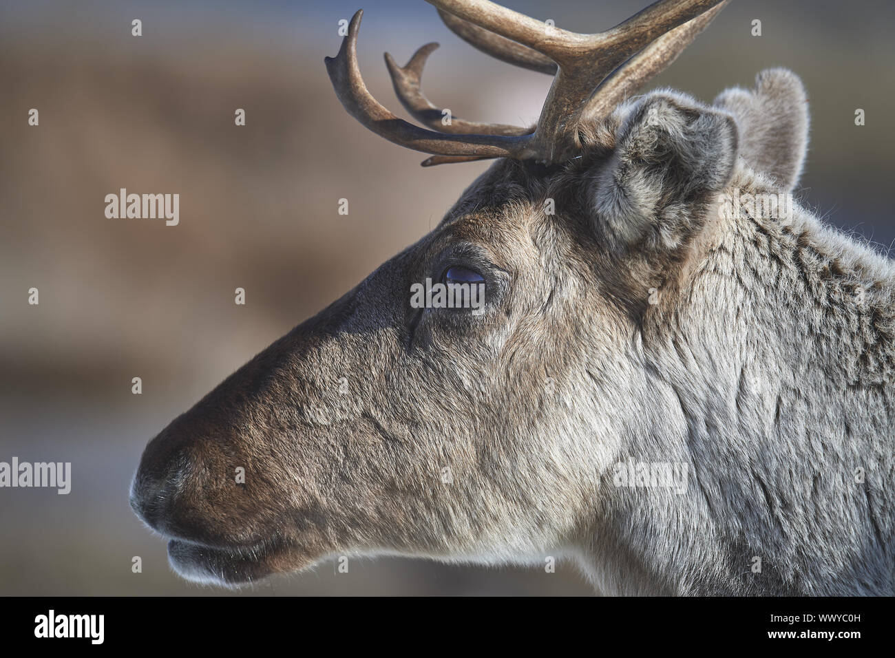 Scandinavian european hi-res stock photography and images - Alamy