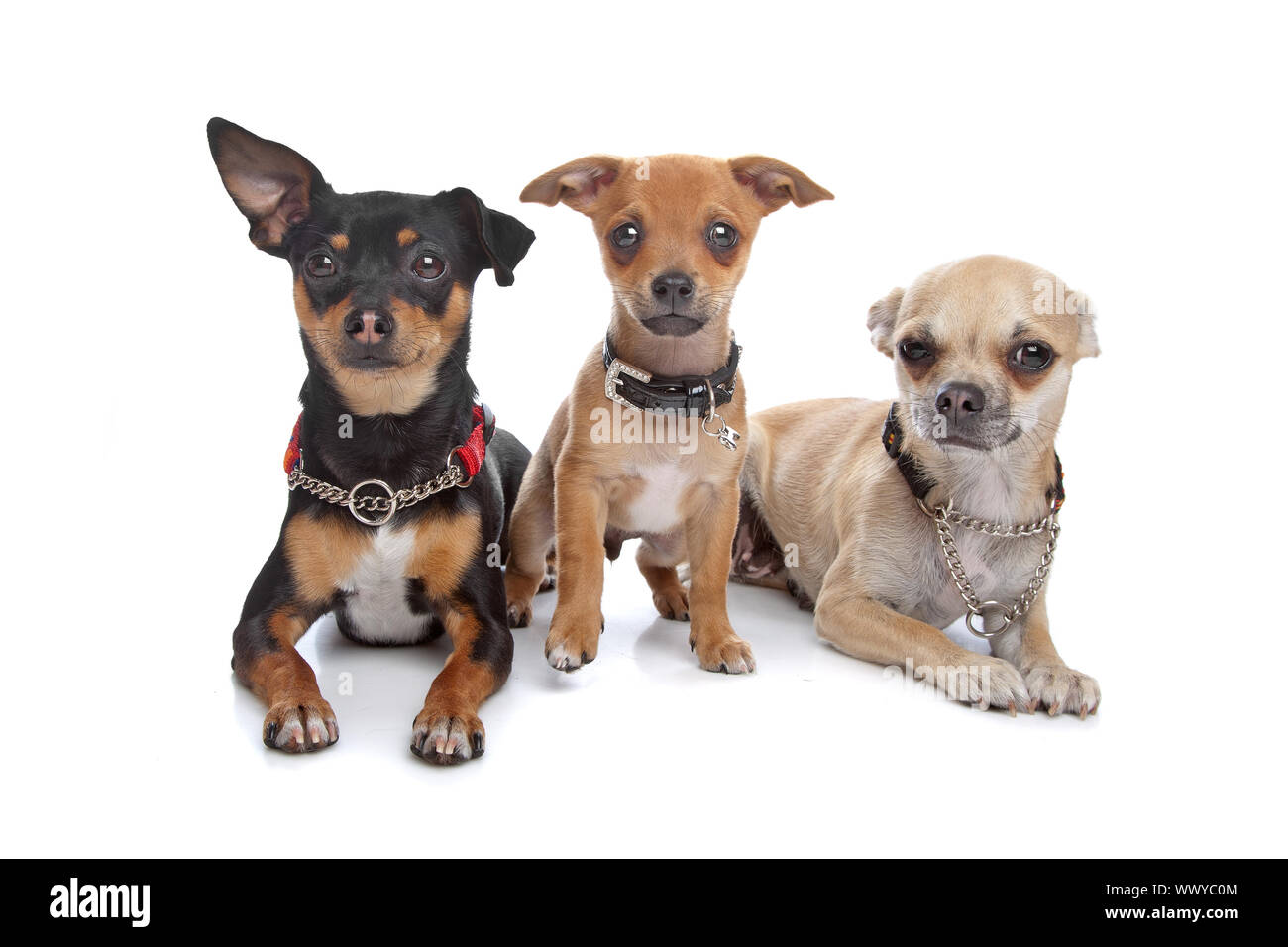 three chihuahua dogs in front of a white background Stock Photo - Alamy