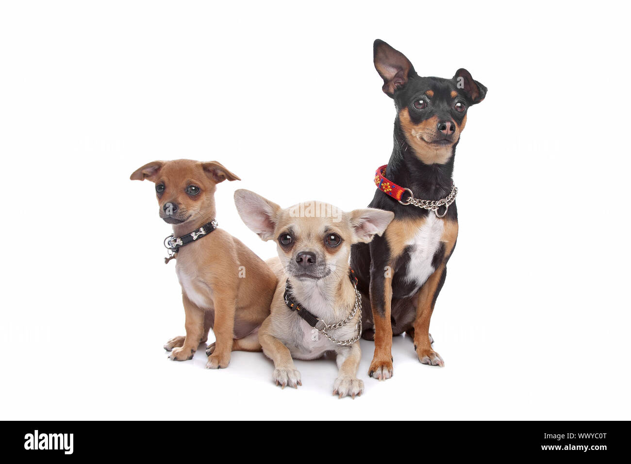 three chihuahua dogs in front of a white background Stock Photo - Alamy