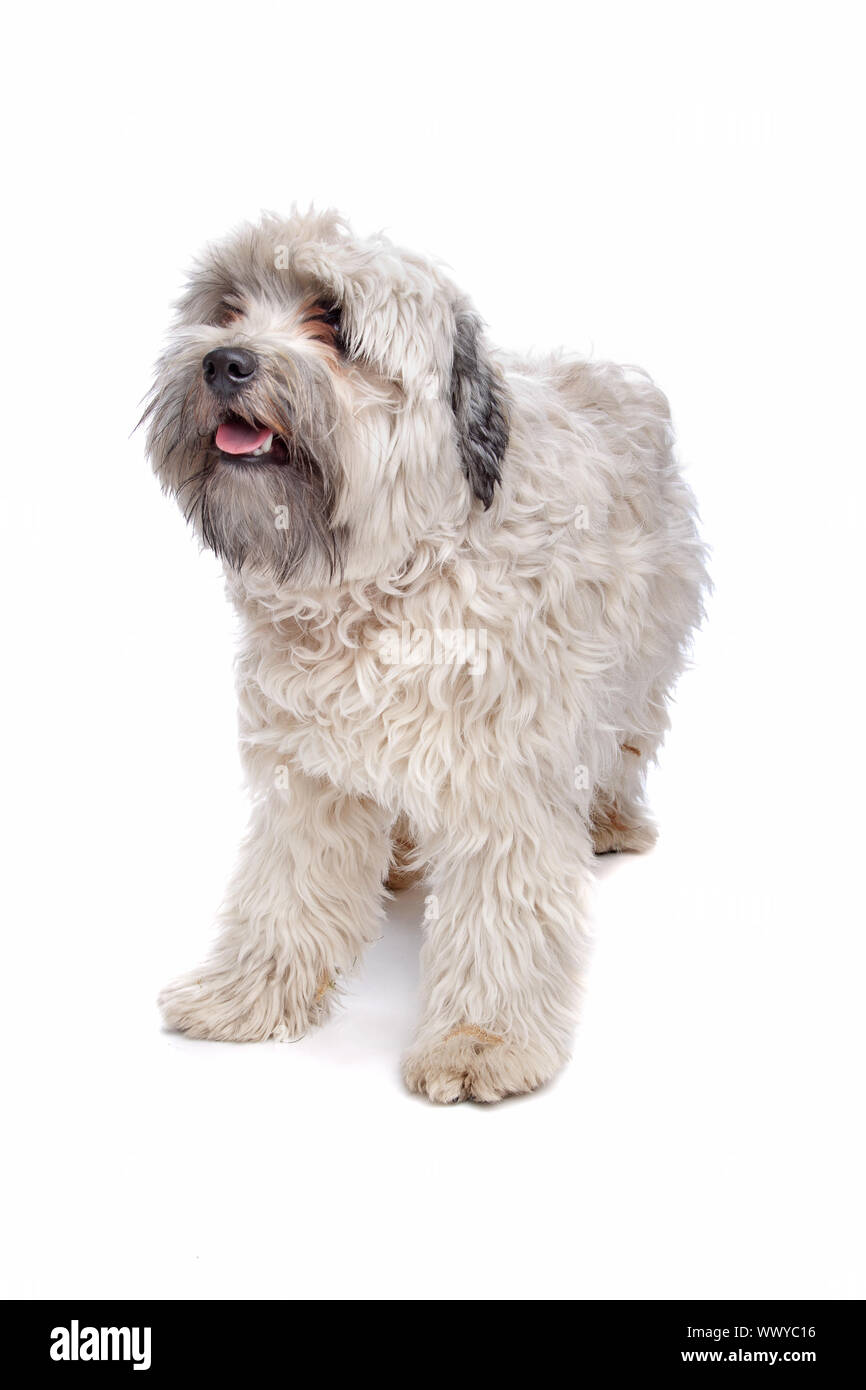 Leeuwhondje (lion-dog)in front of a white background Stock Photo - Alamy