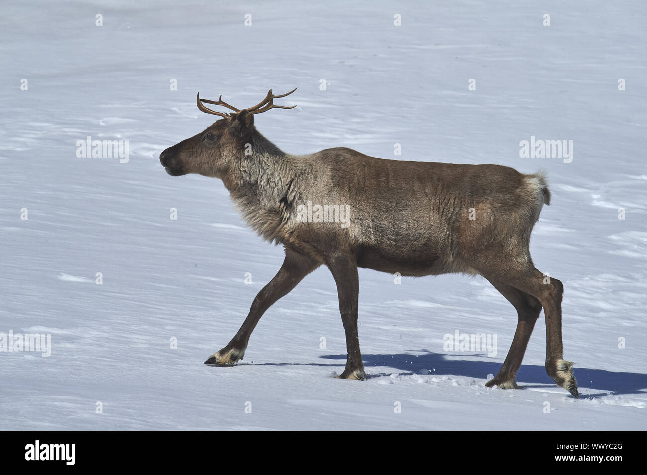 Europe lapland hi-res stock photography and images - Alamy