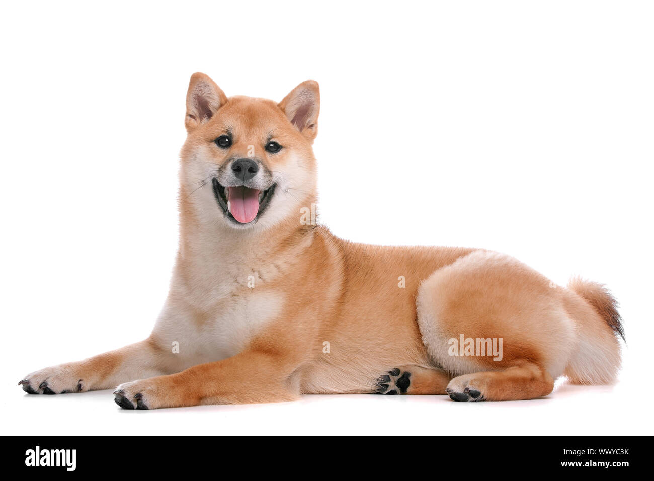 Japanese Shiba Inu dog Stock Photo - Alamy