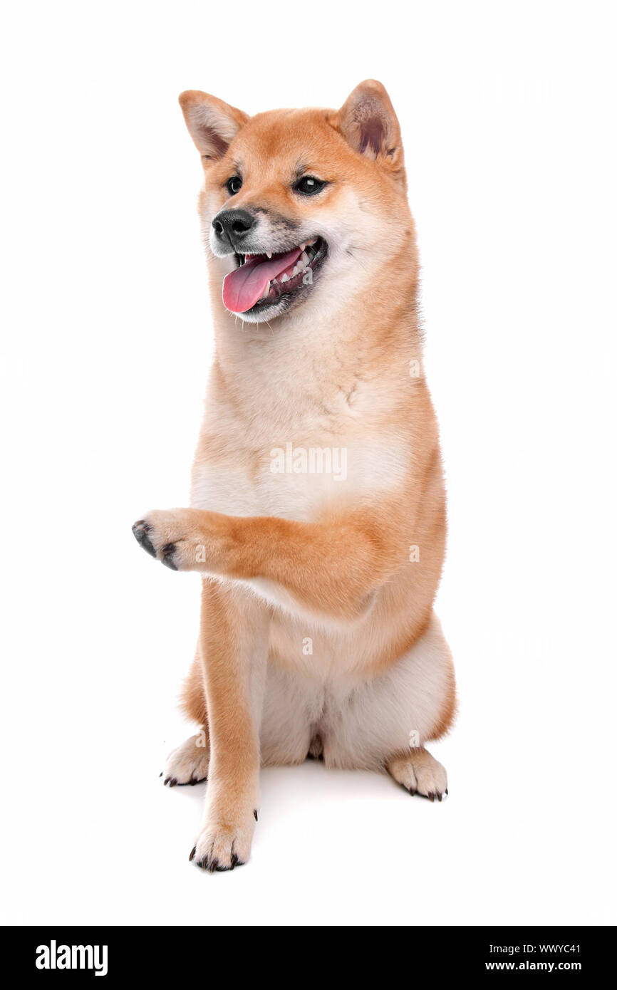 Japanese Shiba Inu dog Stock Photo - Alamy