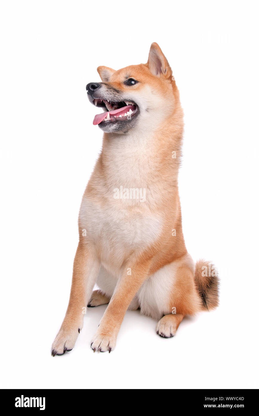 Japanese Shiba Inu dog Stock Photo - Alamy