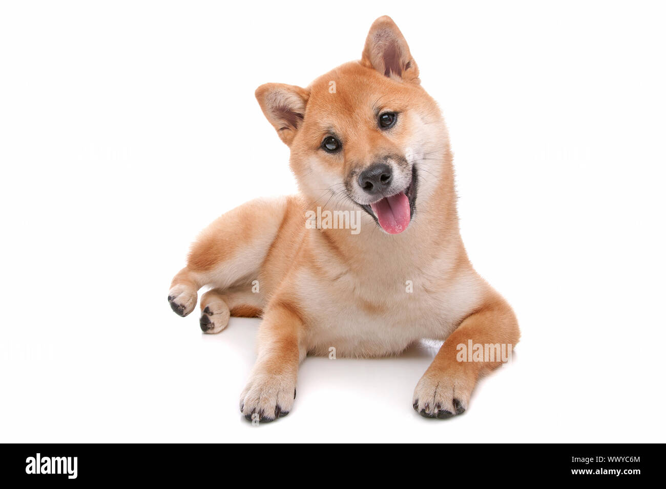 Japanese Shiba Inu dog Stock Photo - Alamy