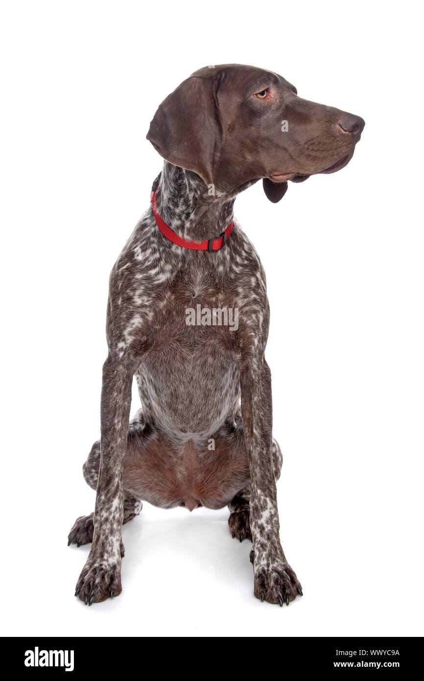 German Shorthaired Pointer in front of a white background Stock Photo ...
