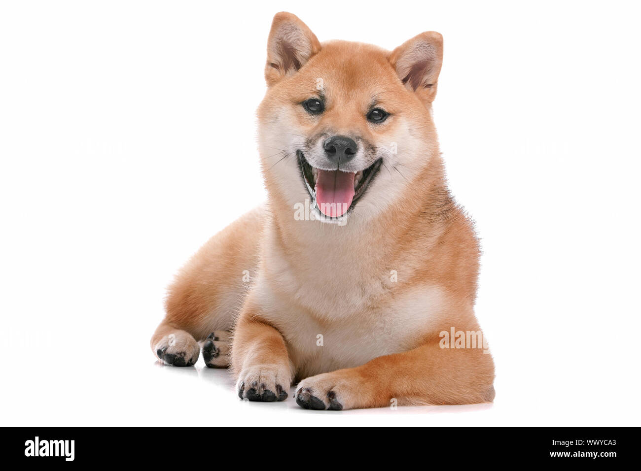 Japanese Shiba Inu dog Stock Photo - Alamy