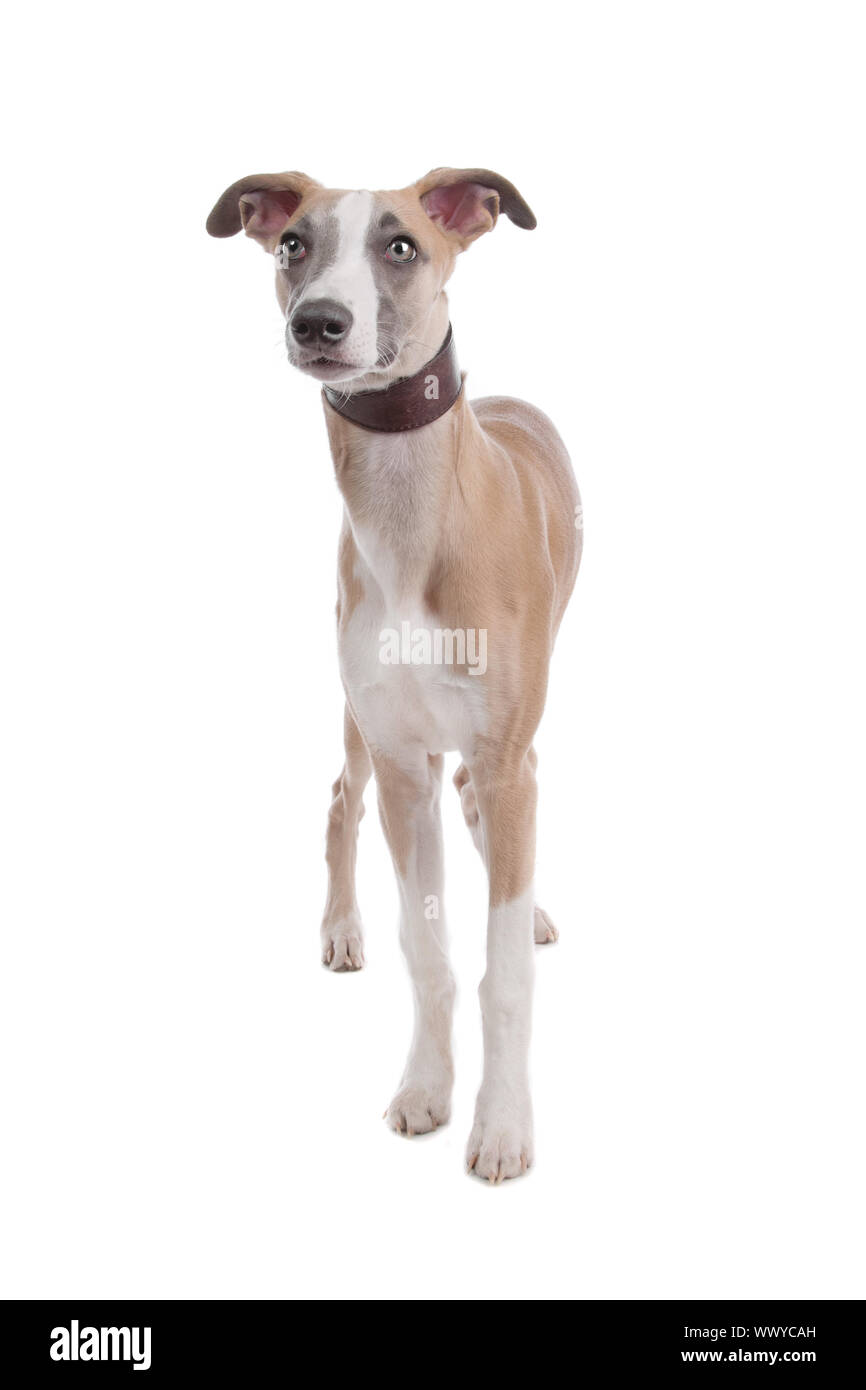 Whippet puppy dog in front of a white background Stock Photo - Alamy