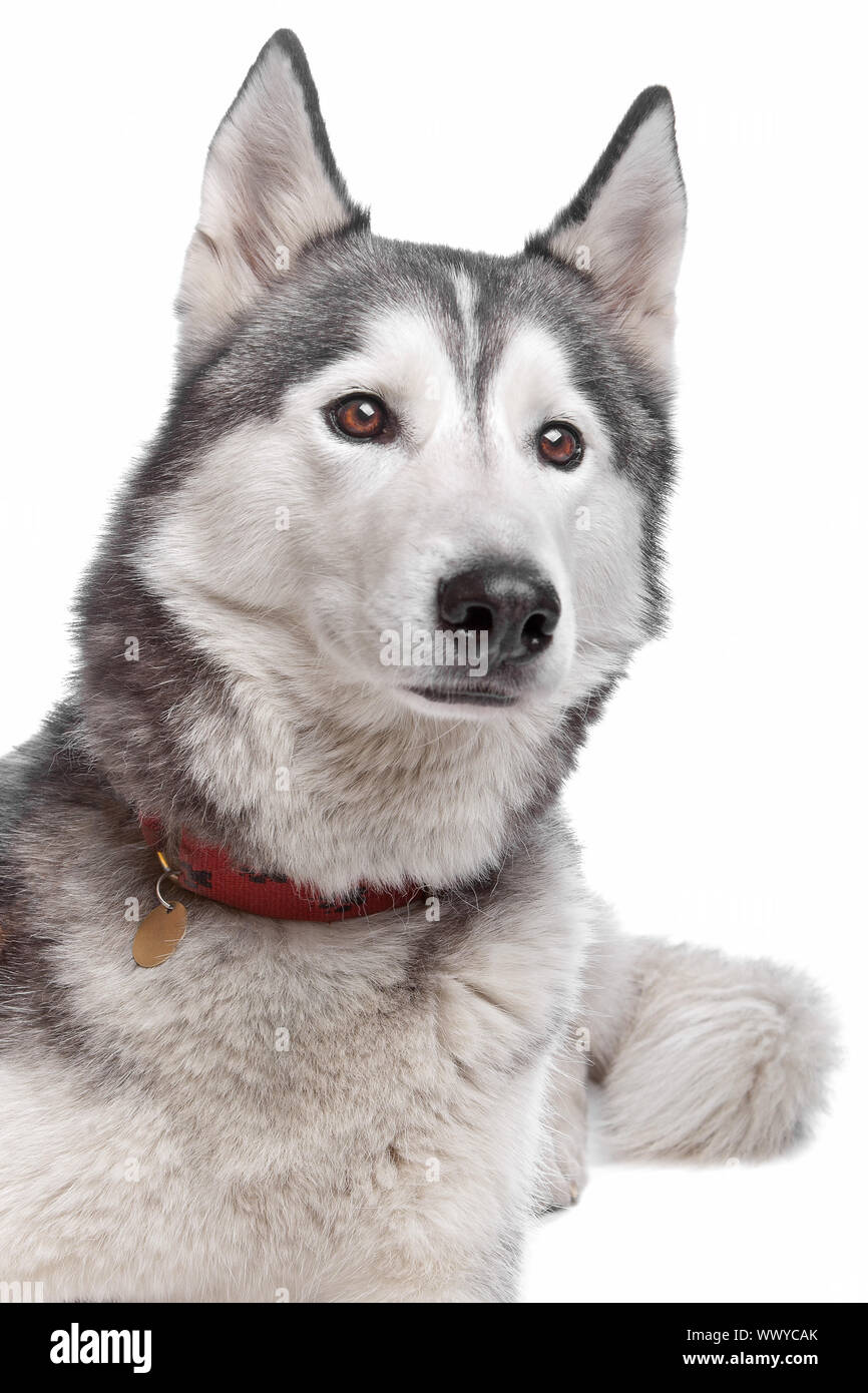 Siberian Husky in front of a white background Stock Photo - Alamy