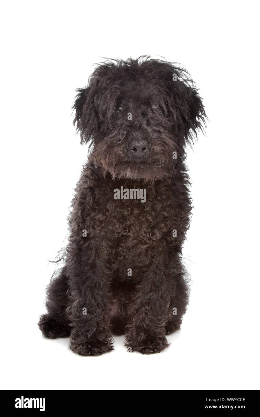 Labradoodle in front of a white background Stock Photo - Alamy