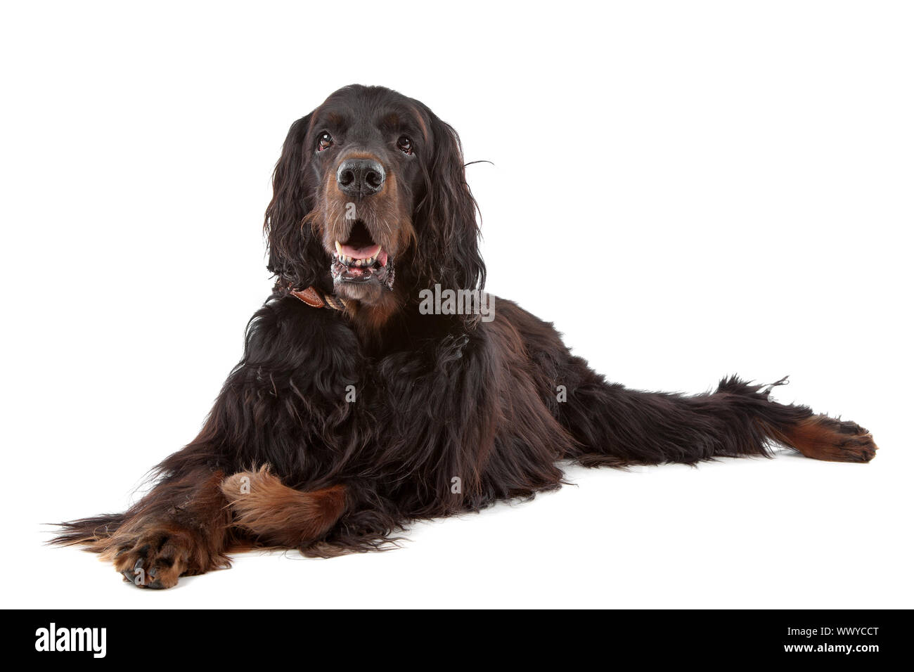 Irish Setter dog lying down, on a white background Stock Photo - Alamy