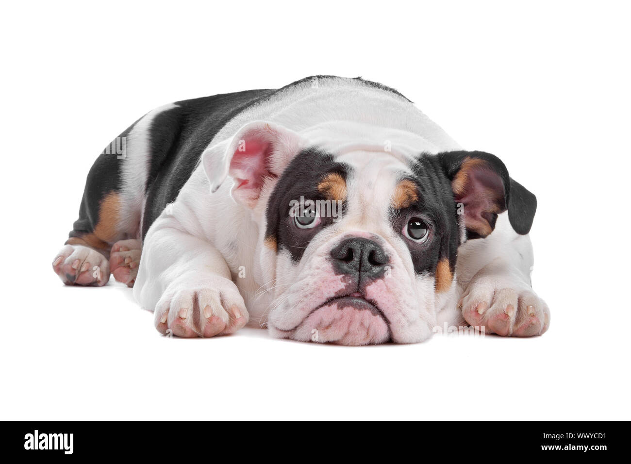 English bulldog lying down, isolated on a white background Stock Photo ...
