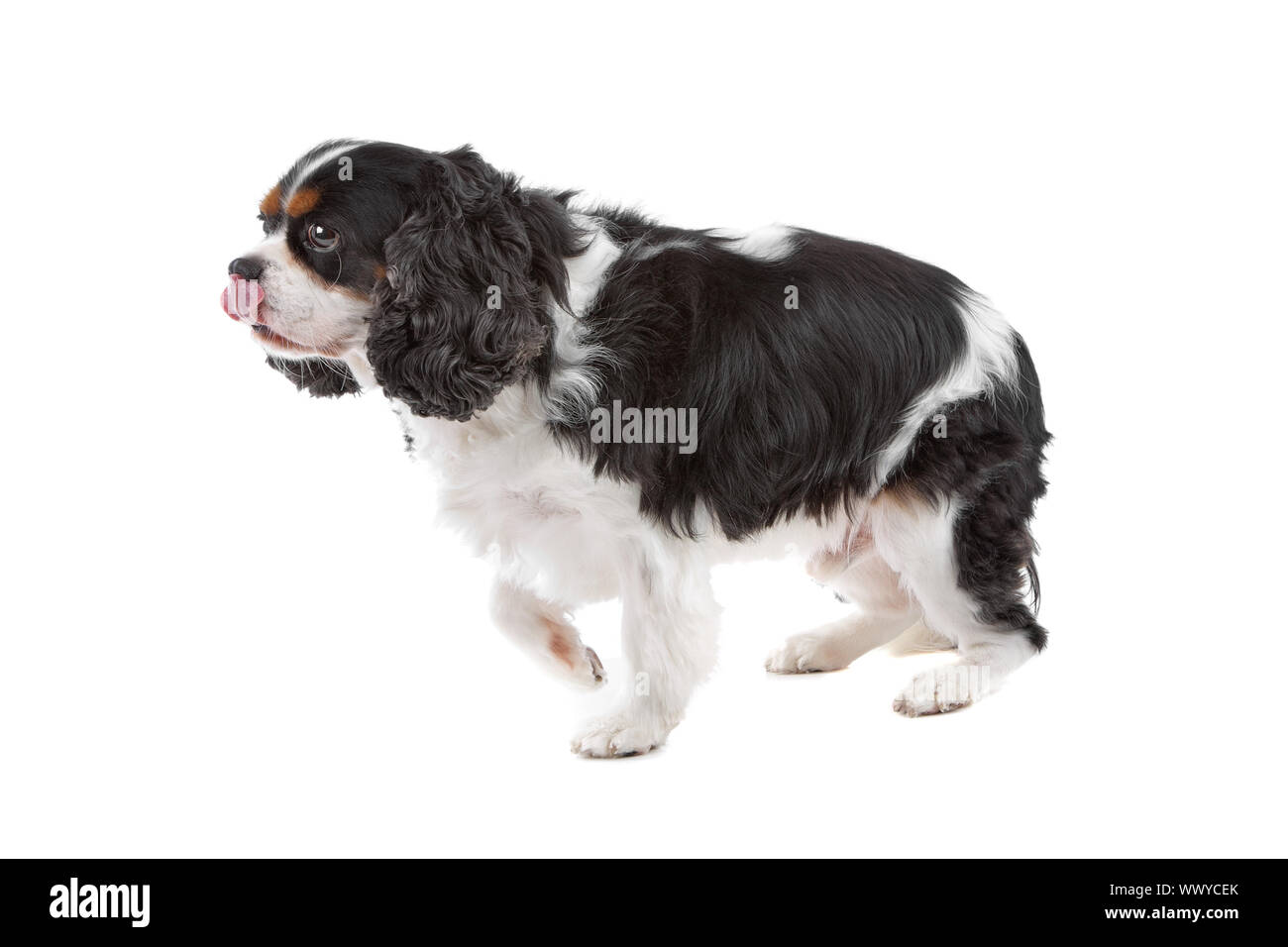 Side view of cute Cavalier King Charles Spaniel dog walking, on a white ...