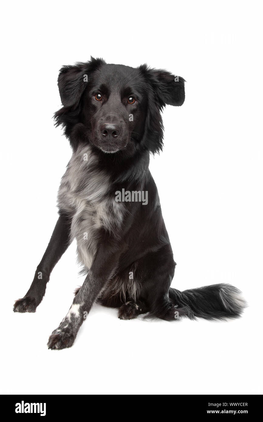 mix border collie sheepdog in front of a white background Stock Photo ...