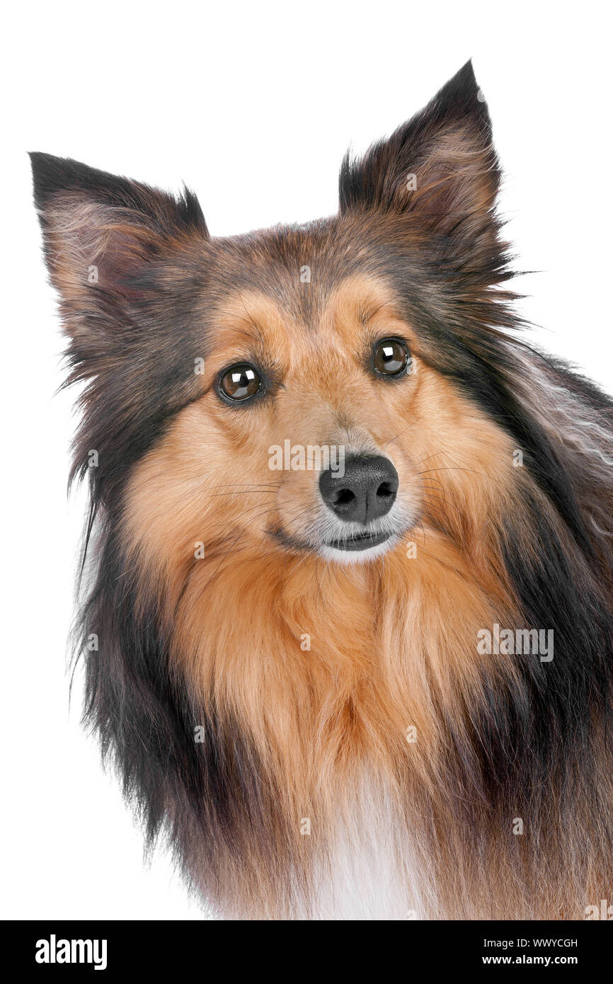 Shetland Sheepdog, sheltie, isolated on a white background Stock Photo ...
