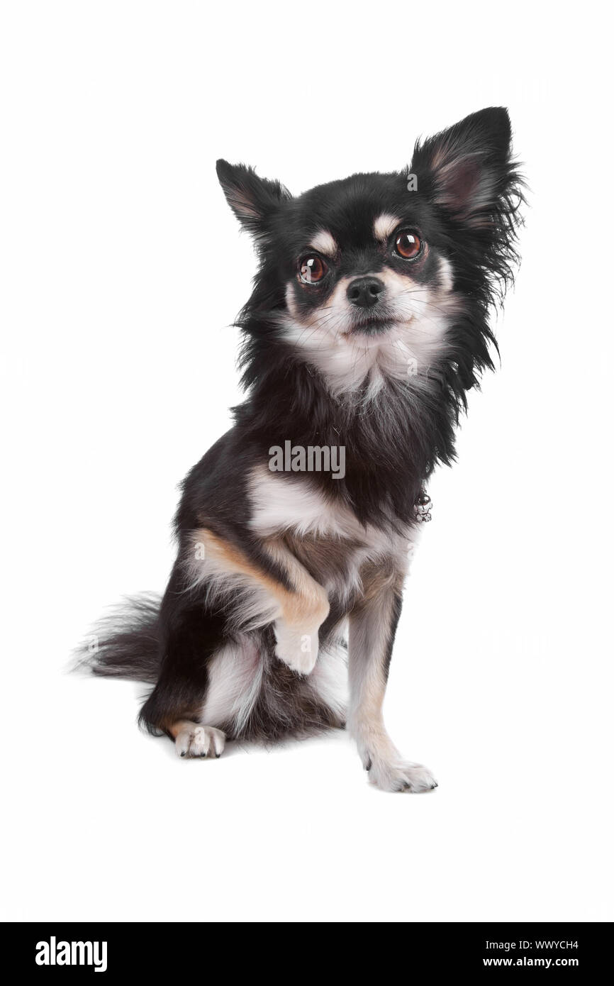 Front view of cute Chihuahua dog sitting with paw raised, isolated on a ...