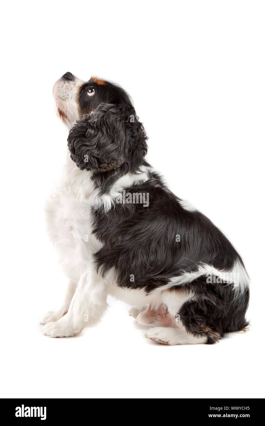 Side view of cute Cavalier King Charles Spaniel dog sitting on a white ...