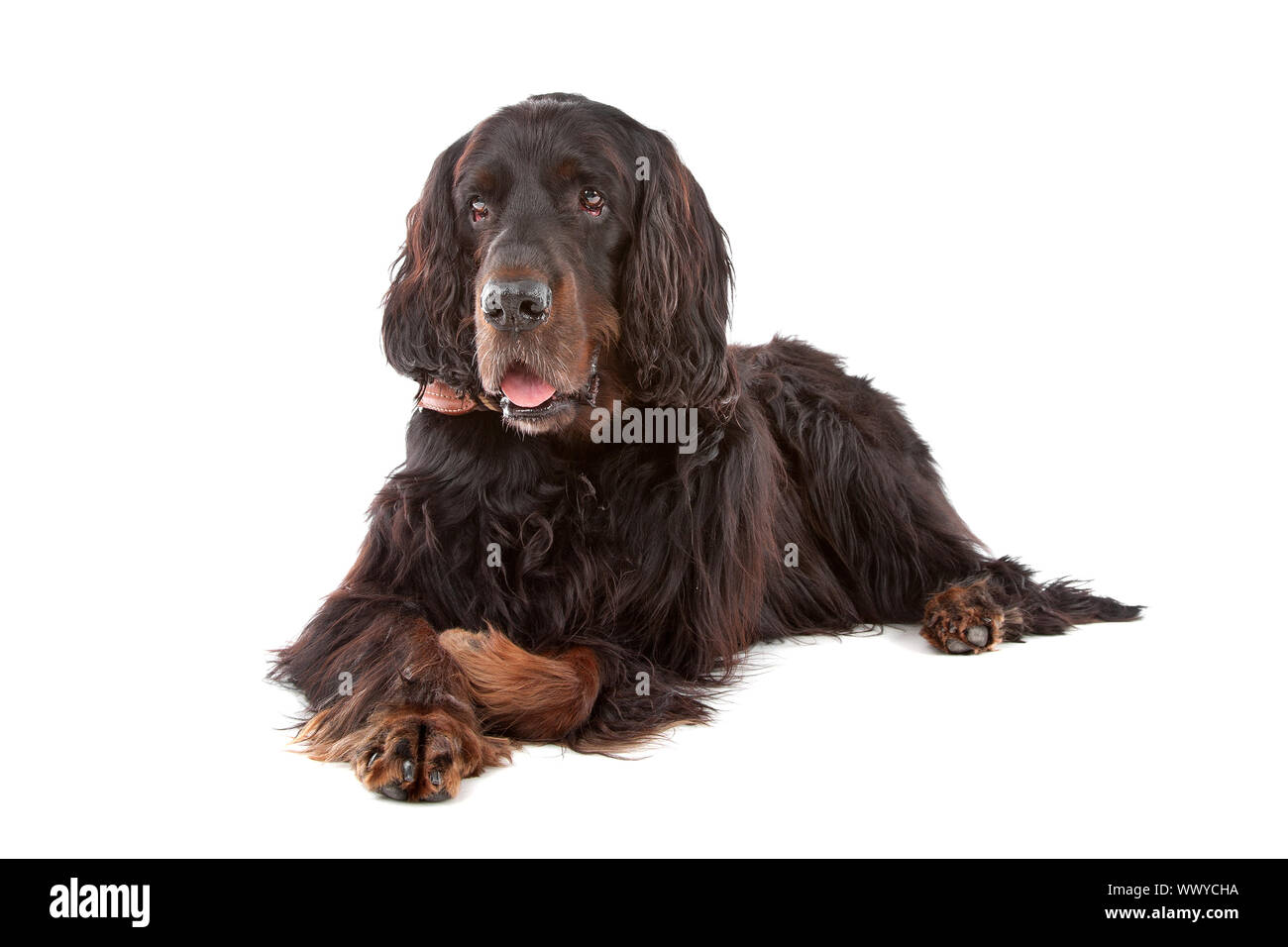Irish Setter dog lying down, on a white background Stock Photo - Alamy