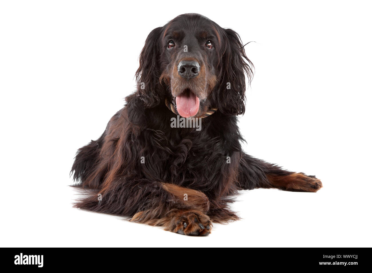 Front view of Irish Setter dog lying down, on a white background Stock ...