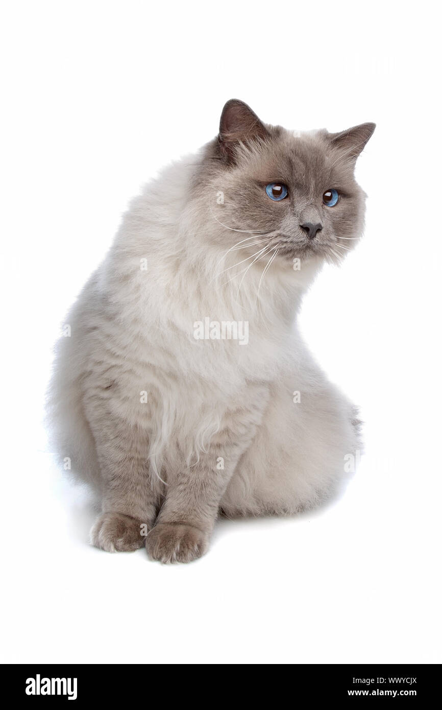 Long Haired Burmese High Resolution Stock Photography and Images - Alamy