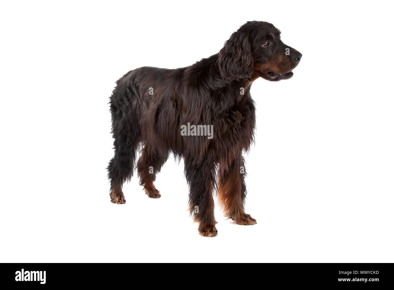 front view of Irish Setter dog on a white background Stock Photo - Alamy