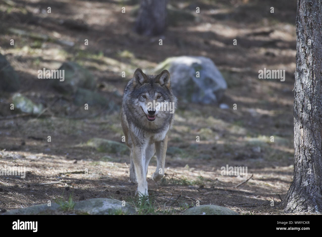 Grey wolf animals hi-res stock photography and images - Alamy
