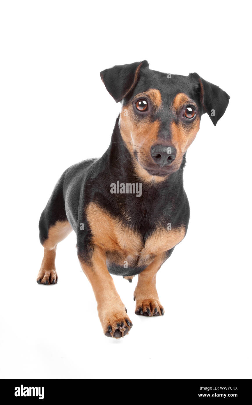 Front view of Jack Russel Terrier dog stepping, isolated on a white ...