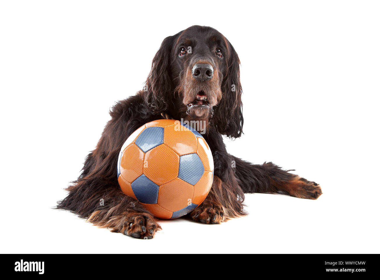 Front view of Irish Setter dog with a ball, lying down, on a white ...