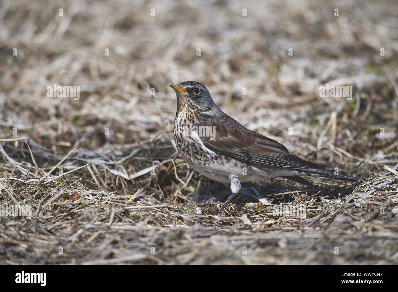 Singing wood thrush hi-res stock photography and images - Alamy