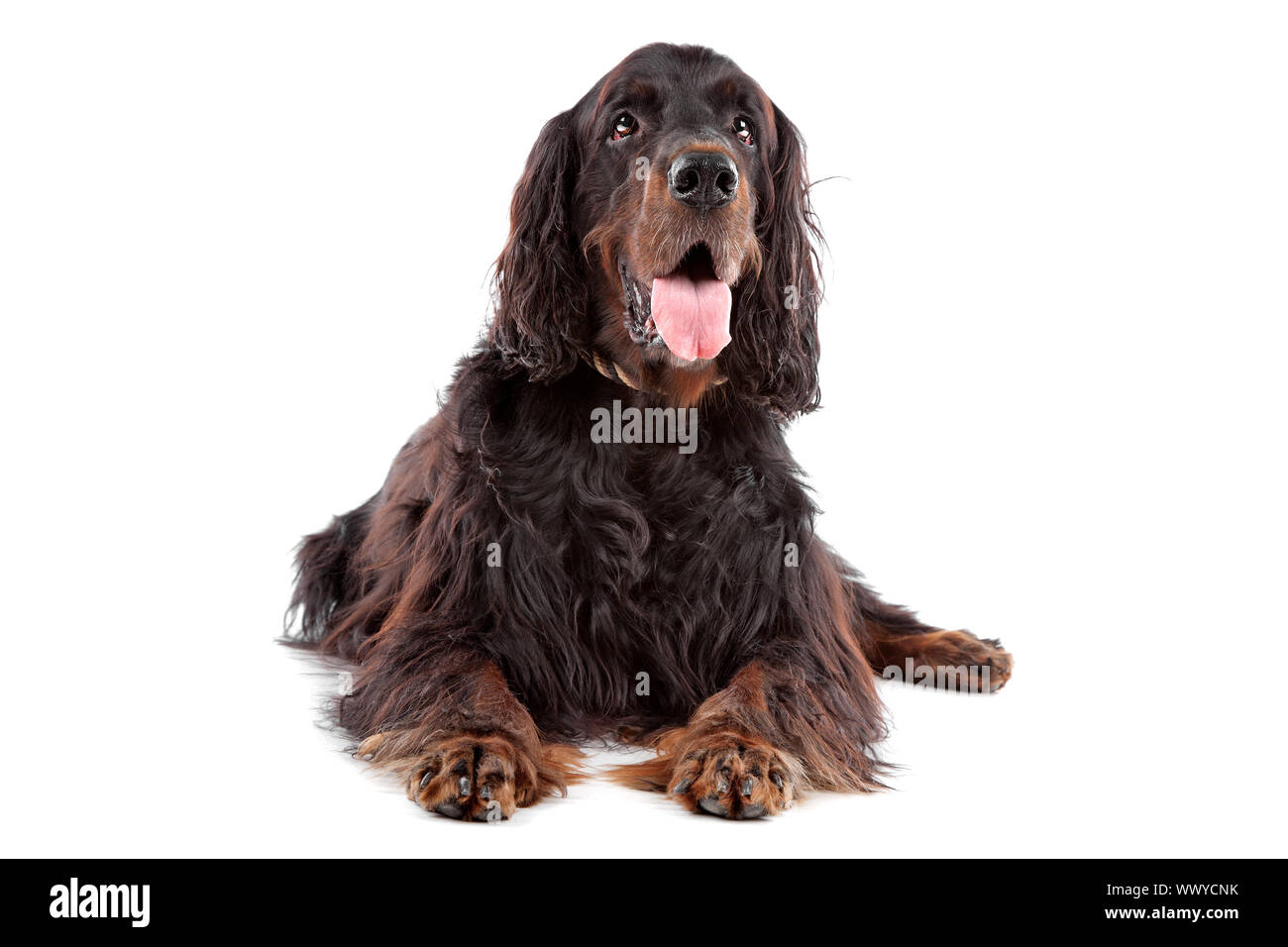 Irish Setter dog lying down and sticking out tongue, on a white ...