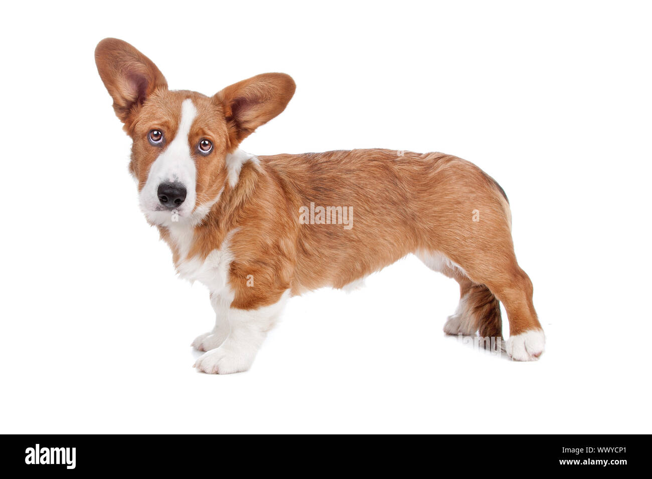 Side view of Welsh Corgi dog looking at camera, isolated on a white ...