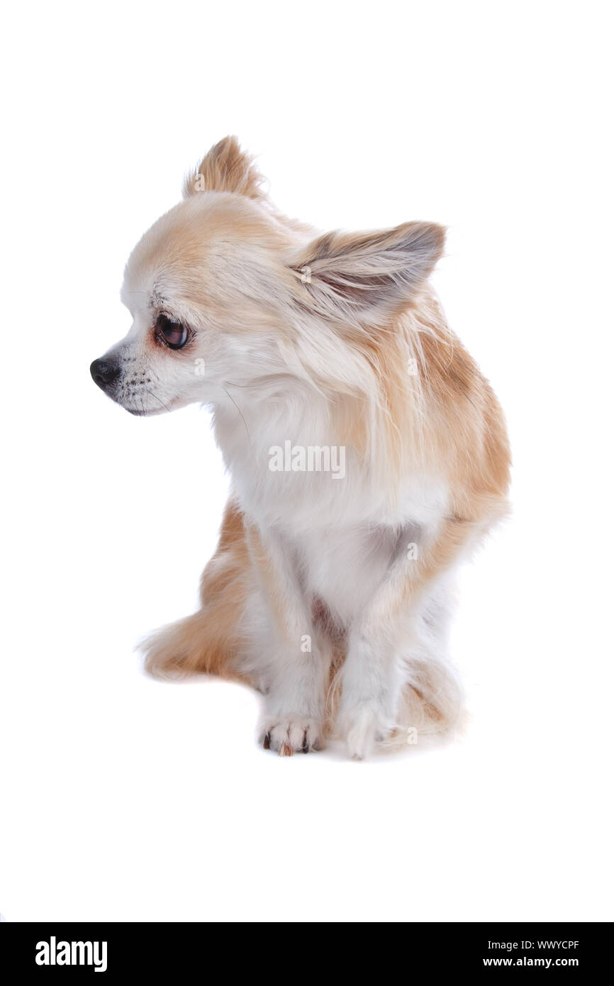 Front view of cute Chihuahua dog sitting an looking sideways, isolated ...