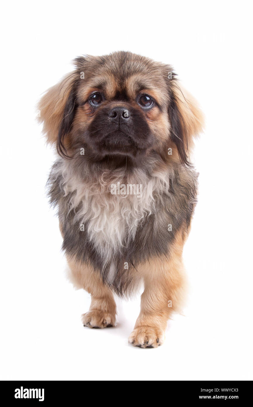 Front view of cute Tibetan Terrier dog stepping, isolated on a white ...